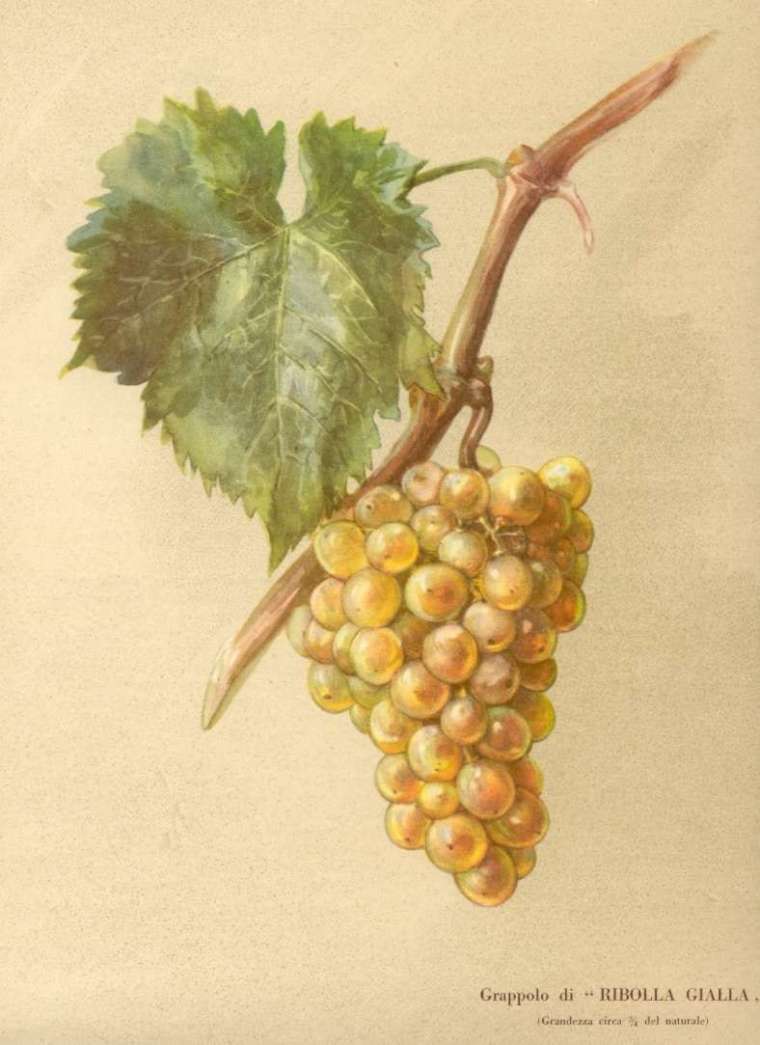 Ribolla Gialla Wine - Il Portale dedicato alla Ribolla Gialla